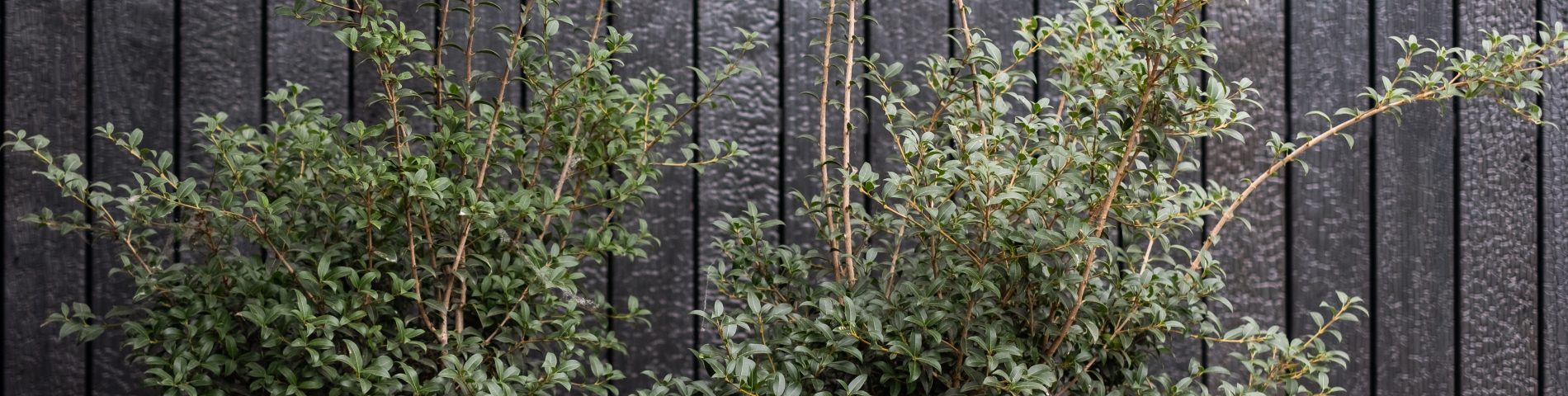 Biobased gevelbekleding - Zwarthout